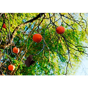 American Persimmon Seeds for Planting Outdoors | Non GMO Heirloom Fruit Seeds (30 Seeds)