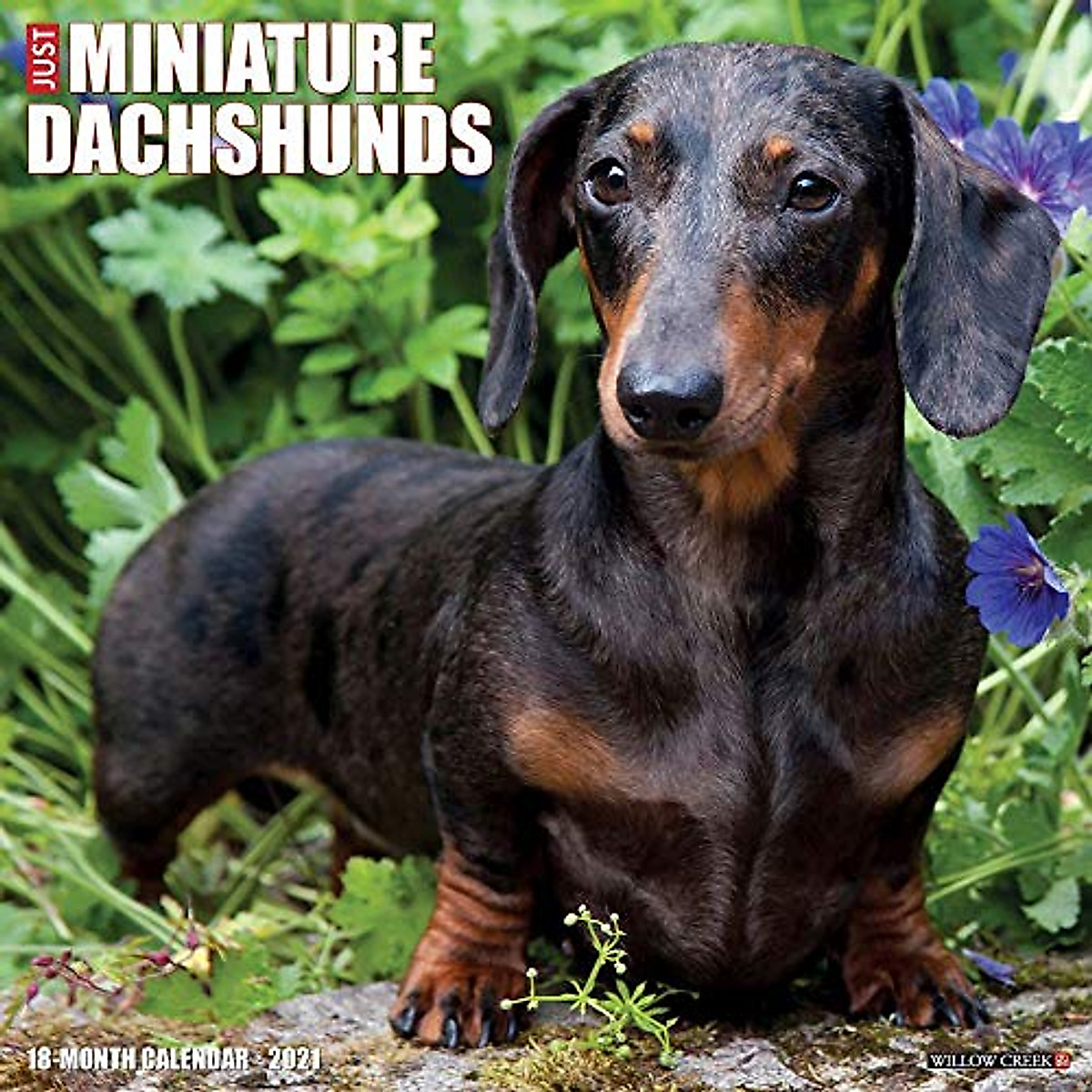 Just Mini Dachshunds 2021 Wall Calendar (Dog Breed Calendar)