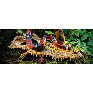 Exo Terra Terrarium Decor Croc Skull LQ, for Reptile and Amphibians