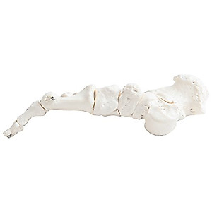 Axis Scientific Skeletal Foot | Left | Fully Articulated Flexible Foot Skeleton is Secured with Quality Wire to Demonstrate Movement | Includes Product Manual