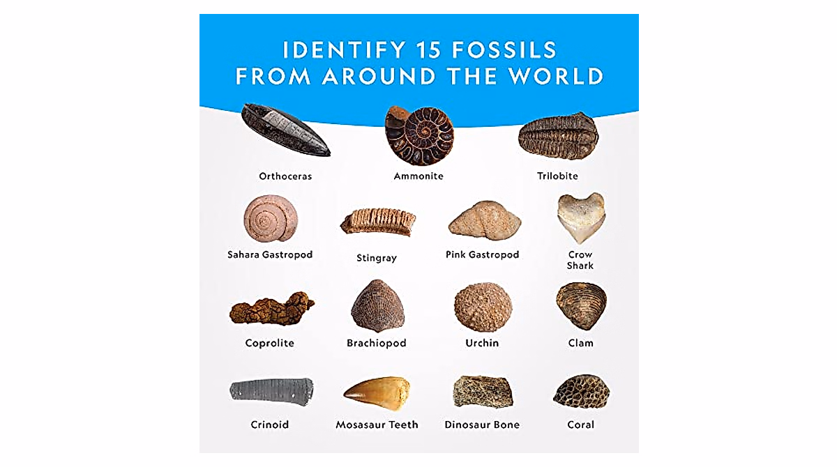 Mega Fossil Dig Kit by National Geographic - STEM Educational Toy for Kids