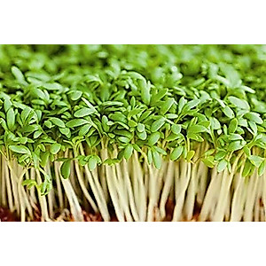 Cress Seed, Microgreen, Sprouting, 4 OZ, Non GMO - Country Creek Acres Brand - Cress Seed for Juicing, Food Storage, Gardening, Hydroponics, Growing Sprouts, Spice for Cooking