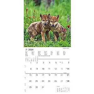 Wolves 2024 Brochure Calendar 30 x 30 cm (30 x 60 Open) Calendar with Space for Notes Wolves Picture Calendar Wall Planner Alpha Edition