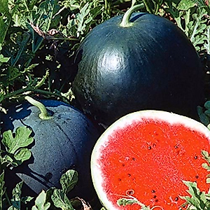 CEMEHA SEEDS Watermelon Black Beauty Early Rare Giant Fruit Heirloom Organic Non-GMO
