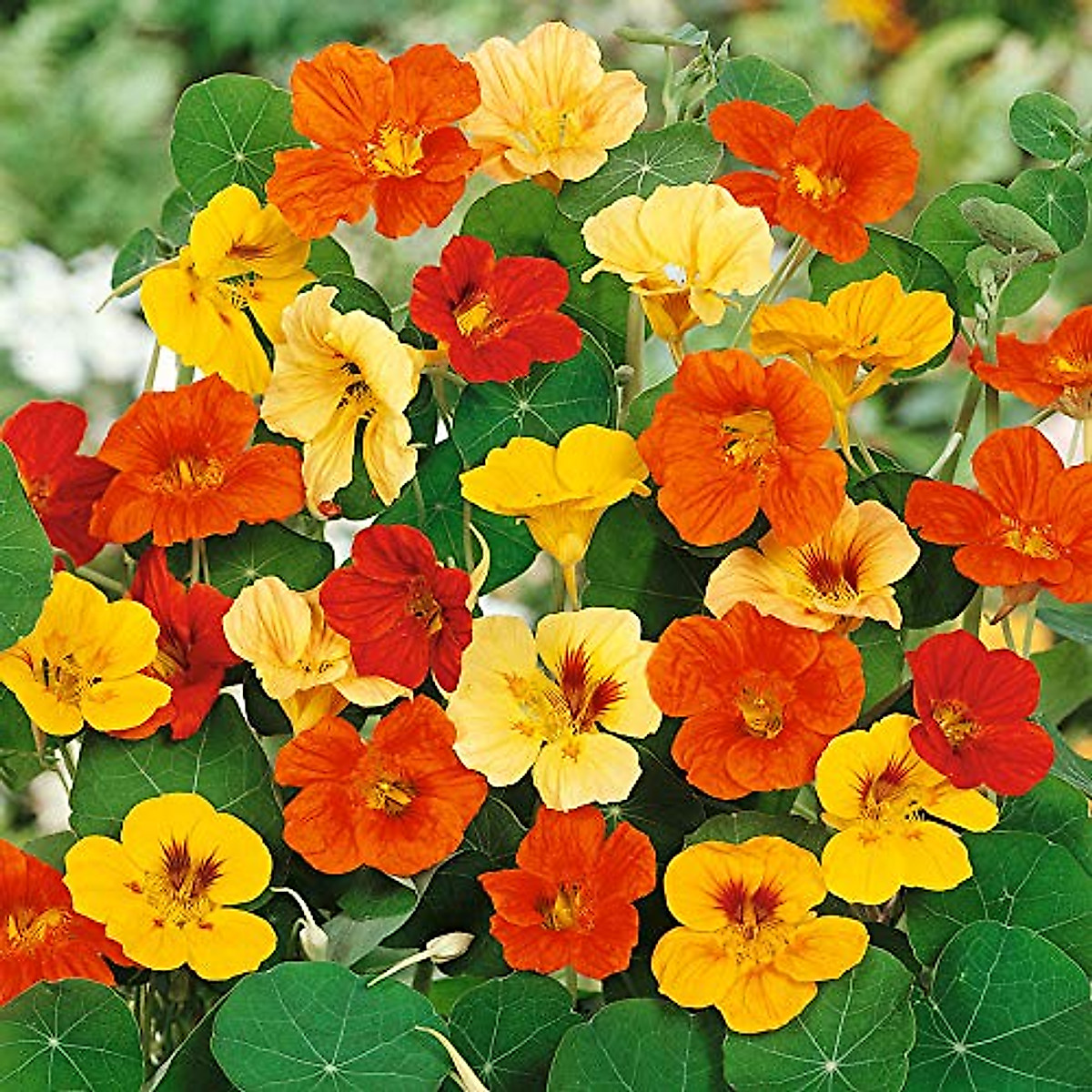 Outsidepride Tropaeolum Nasturtium Flower Seed Mix Climbing Flowering, Dwarf - 1/4 LB