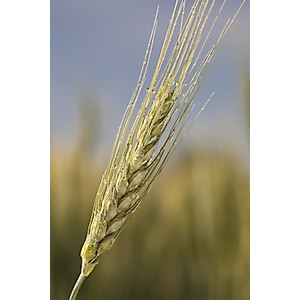 Posterazzi Close up of a green wheat head with dew drops and blue skyAlberta canada Poster Print, (12 x 19)