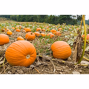 20 Big Max Pumpkin Seeds for Planting - Heirloom Non-GMO USA Grown Premium Vegetable Seeds for Planting - Grows Big Giant Pumpkins up to 100 lbs! Grown for Pies and Halloween Jack O Lanterns