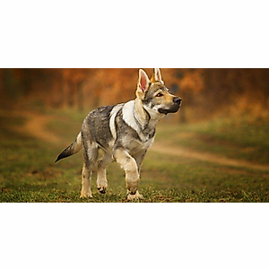 PET SUPPLEMENTS & NUTRITION LLC Hip and Joint for Dogs - Joint Health with Turmeric - MSM - GLUCOSAMINE - Hip Support - Dog Hip and Joint Supplement Turmeric - 60 Tablets (1 Bottle)