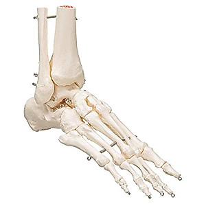 3B Scientific A31 Foot Skeleton w/portions of Tibia-Fibula - 3B Smart Anatomy