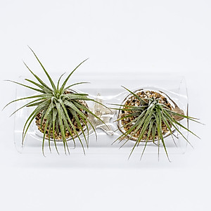 NW Wholesaler - Live Tillandsia Air Plants with Tea Light Glass Display and Sea Shells Decoration - Tillandsia Air Plants with GlassVase Holder for Home Décor, Office, and Home Garden