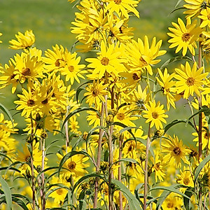 Maximilian Sunflower Seeds Helianthus Maximiliani Perennial Cut Flower Showy Attract Birds & Butterflies Drought Tolerant Bed Border Outdoor 250Pcs Flower Seeds by YEGAOL Garden