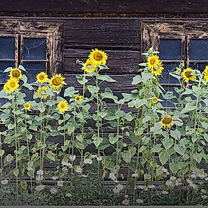 Window Garden Mammoth Sunflower Grow Kit - Giant Sunflower Planting Seeds Starter Pack - Germinate Seeds on Your Windowsill, Mini Greenhouse System - with 10 Fiber Soil Seed Starters
