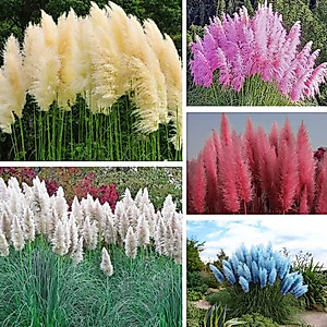 1000+ Mix Pampas Grass Seeds for Planting Heirloom Ornamental Plants Decor Garden Tall Feathery Blooms Blue White Pink Red Yellow