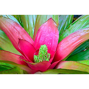 Bromeliad Fertilizer Liquid Plant Food for Bromeliads | Cryptanthus, Guzmania, Neoregelia Aechmea and Tillandsia Air, Aquatic Arts