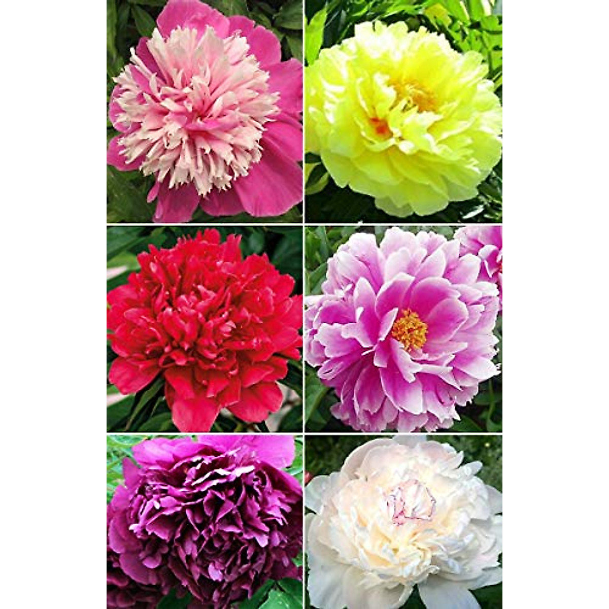20+ Mixed Peony Flower Seeds Double Beautiful Perennial Bonsai Plant Garden