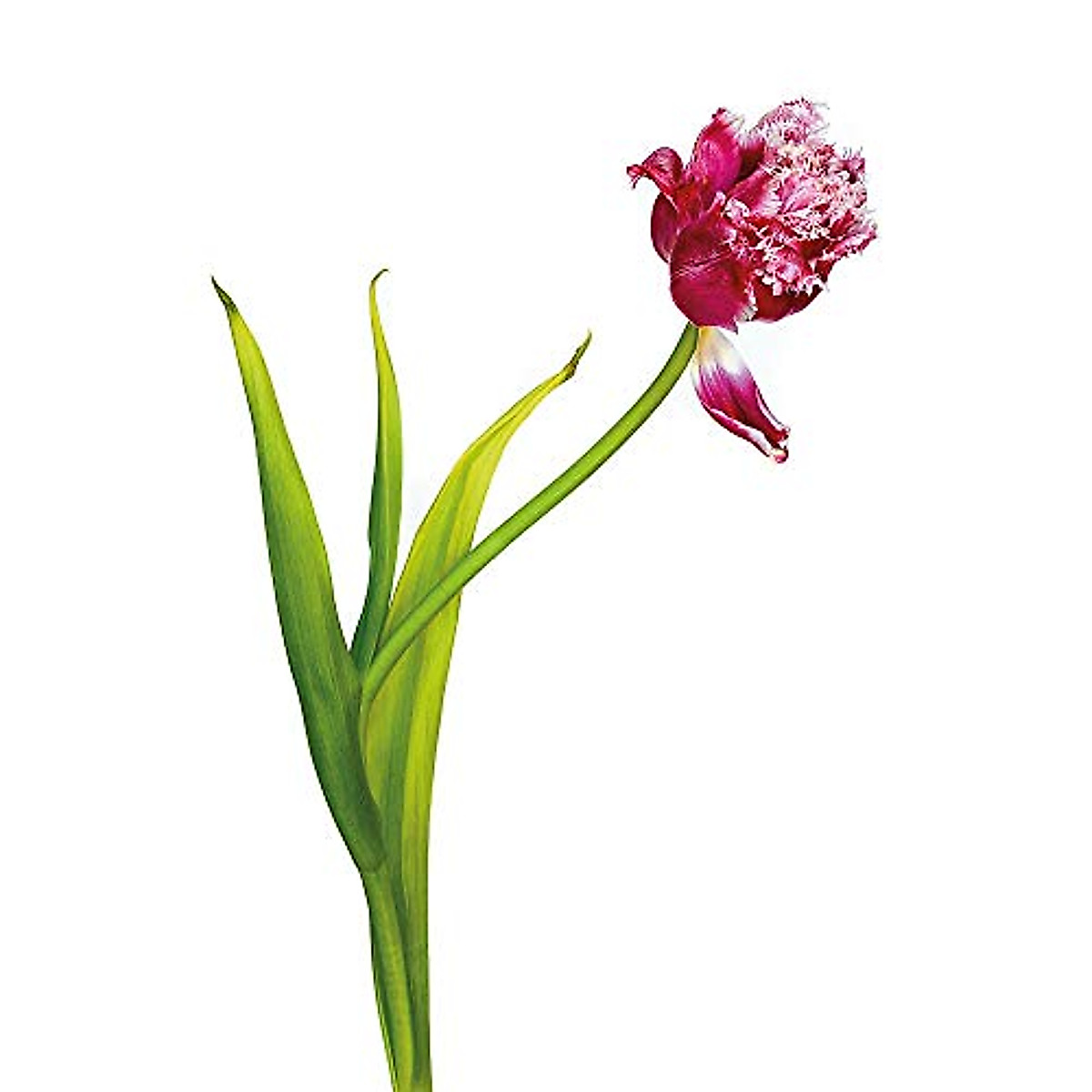 Kaiser Slimlite Plano 5000K 10.5x15.5" Battery/AC Thin Dimmable LED Lightbox (202454)