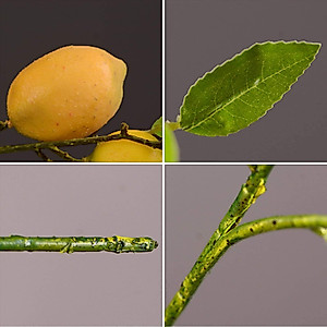 GWOKWAI 4Pcs Artificial Lemon Branch, Fake Lemon Tree Simulation Lemon Branches Artificial Greenery Leaves Branch with Artificial Fruit for Home Wedding Party Garden Decoration Flower Arrangement Art