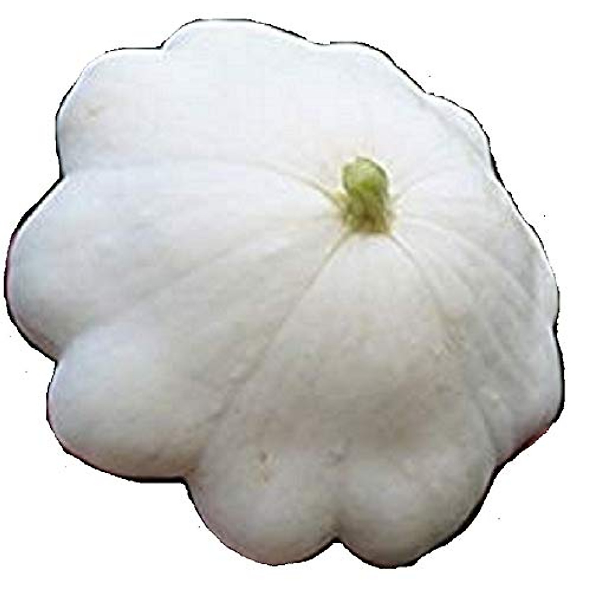 Early White Bush Scallop Squash Seeds - Cucurbita Pepo - 4 Grams - Approx 40 Gardening Seeds - Vegetable Garden Seed
