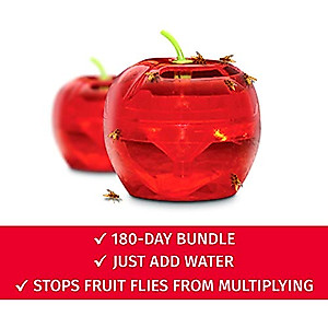 Fruit Fly Traps for Indoors by Raid | 2 Lures + 2 Refills | Effective Fruit Fly Trap for Indoor Use | Fruit Fly Killer & Gnat Traps for House Indoor | Easy to Use & Safe Food-Based Lure Fly Catcher