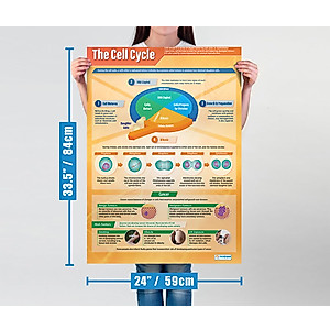 Daydream Education The Cell Cycle Poster - Gloss Paper - LARGE FORMAT 33” x 23.5” - STEM Classroom Decoration - Bulletin Banner Charts