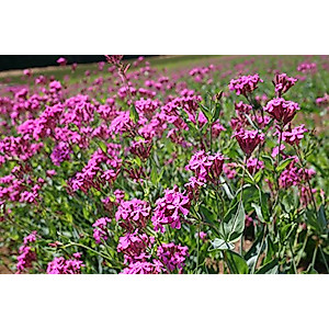 Catchfly Flower Seeds for Planting, 3000+ Seeds Per Packet, (Isla's Garden Seeds), Non GMO & Heirloom Seeds, Scientific Name: Silene, Great Home Flower Garden Gift