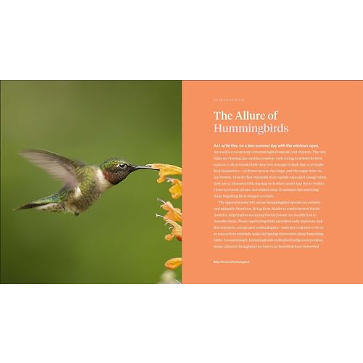 The Hummingbird Handbook: Everything You Need to Know about These Fascinating Birds