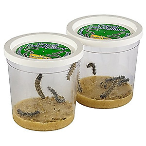 Two Cups of Caterpillars and Butterfly Figurines - Life Science & STEM Education - Butterfly Kit Refill - Painted Lady Butterflies - Butterfly Lifecycle Observation