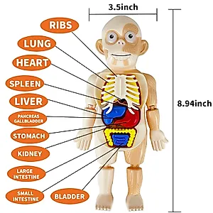 Ynybusi Kids Early Educational Learning Toys Human Organs Model,DIY Assembly Science Kits Toys for Toddlers Boys Girls 3 4 5 6 7 8 Year Old Preschool Learning Toys（17 Pcs）