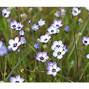 Gilia Birds-Eye Flower Seeds for Planting, 2500+ Flower Seeds Per Packet, (Isla's Garden Seeds), Non GMO & Heirloom Seeds, Scientific Name: Gilia Tricolor, Great Home Flower Garden Gift