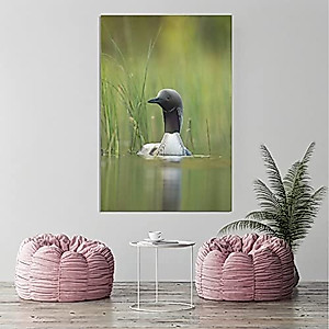 Black Throated Loon Birds Canvas Poster Bedroom Decor Sports Landscape Office Room Decor Gift,Canvas Poster Wall Art Decor Print Picture Paintings for Living Room Bedroom Decoration 8x12inchs(20x30cm)