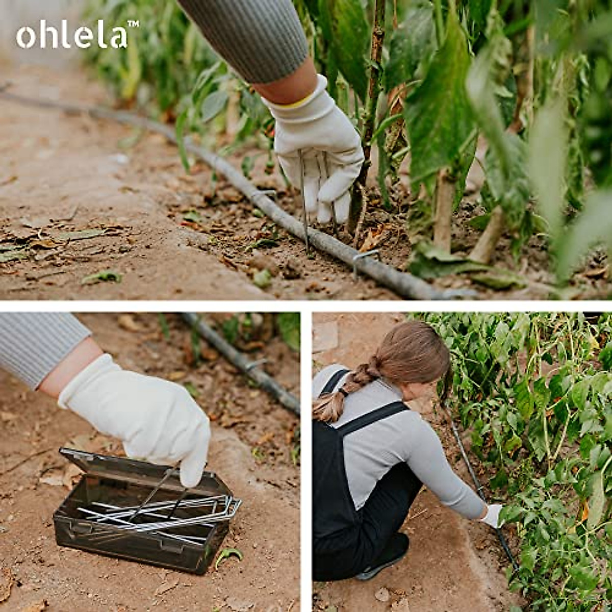 Landscape Staples 6 inch - 50 Pack Anti-Rust Metal Garden Stakes Heavy Duty with Sturdy Storage Box, 11 Gauge Ground Stakes Suitable for Anchoring Weed Barrier Fabric & Secure Irrigation Tubing