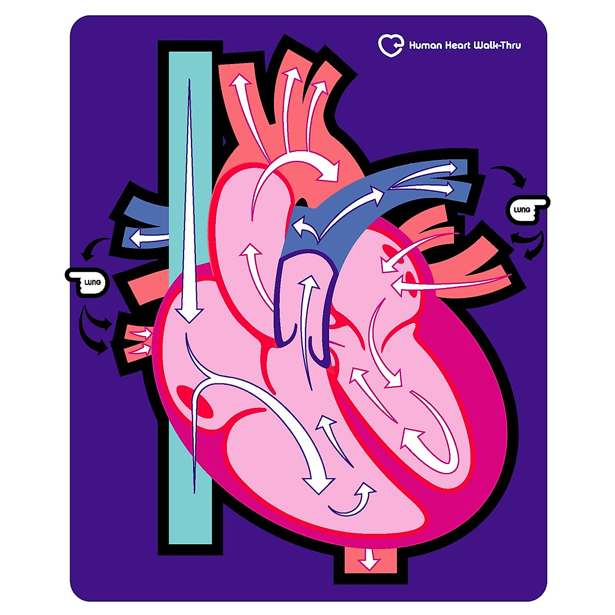 American Educational Human Heart Walk-Thru Mat, 60" Length x 50" Width