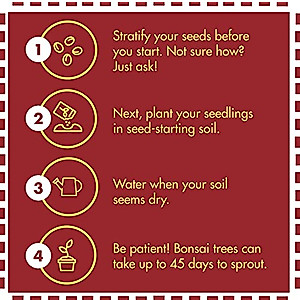 Bonsai Tree Kit – Grow 5 Species of Bonsai Tree w/ Our All-in-One Plant Kit: Bonsai Pots & Peat Pellets Including a Tutorial Video by CZ Grain | Great Gardening Gifts for Women and Men