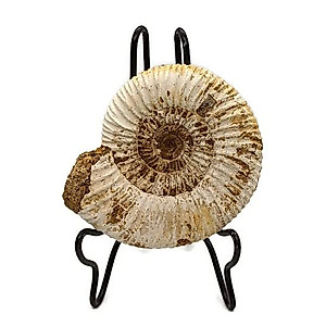 Ammonite Fossil with Stand. Genuine Ammonite from Madagascar.
