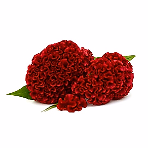 1000 Celosia Seeds for Planting - Giant Cockscomb Mix Yellow, Pink, and Red - Crested Type - Celosia Cristata