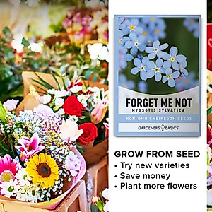 Forget Me Not Seeds for Planting - Myosotis Sylvatica Memorial and Funeral Seeds for Remembrance Beautiful Blue Perennial Forget Me Not Flowers Open Pollinated for Flower Gardens by Gardeners Basics