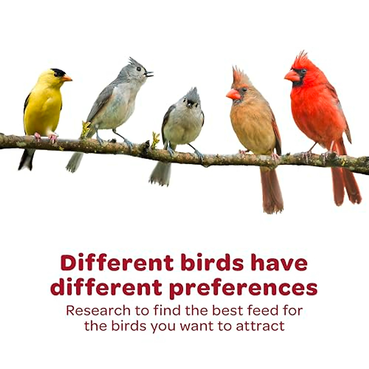 Kaytee Wild Bird Nut & Fruit Seed Treat Bell