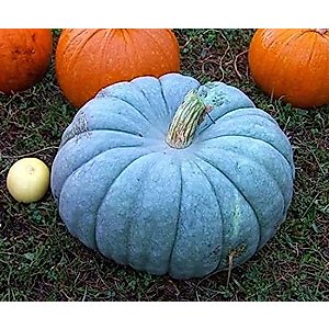 Exotic Blue Pumpkin Seeds | 20 Seeds Packet | Blue Jarrahdale Pumpkin Seeds