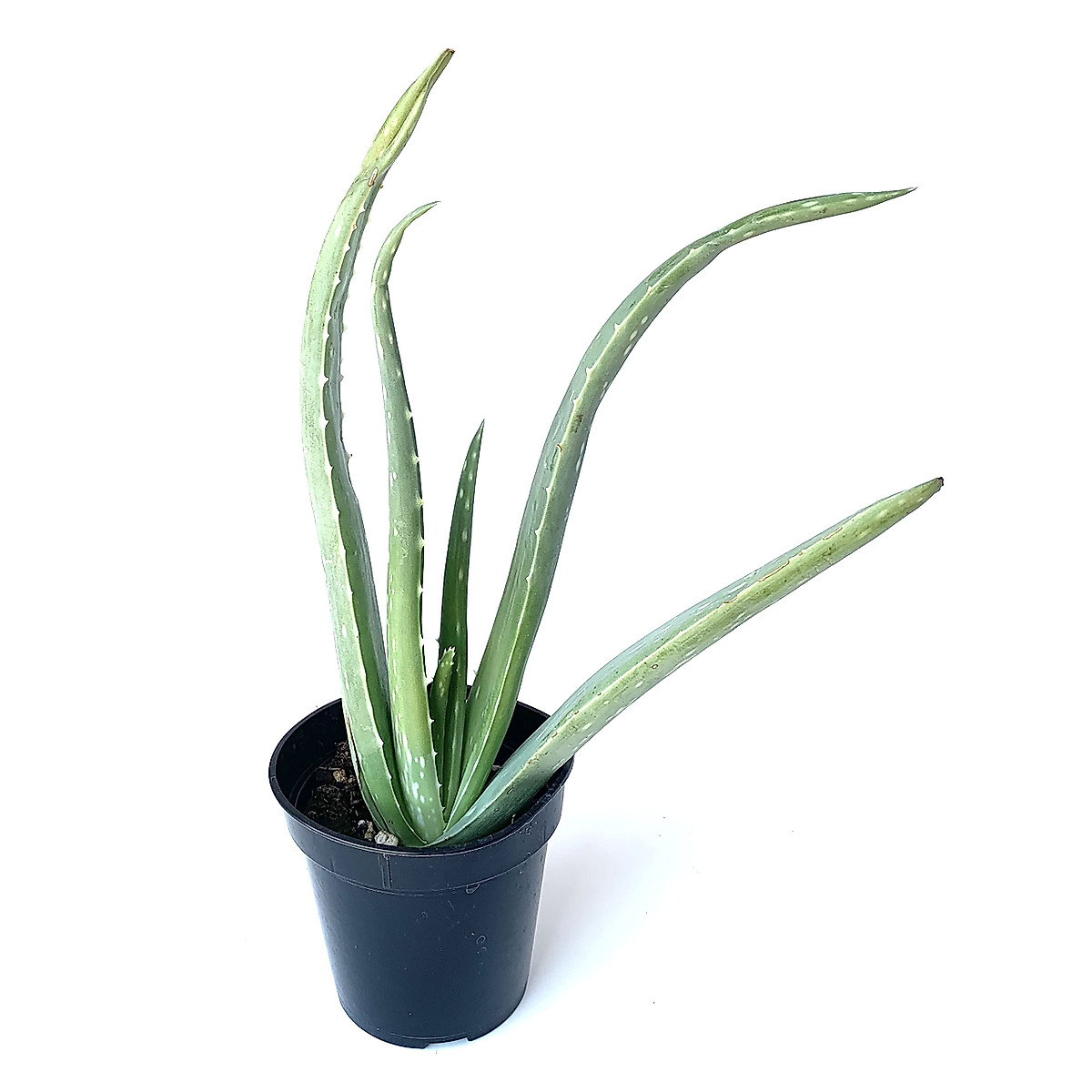 Live Aloe Vera Succulent Aloe Barbadensis Aloe 8"-12" Tall in 3.5" Pot