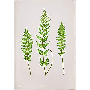 Lastrea cristata [Crested Wood Fern]