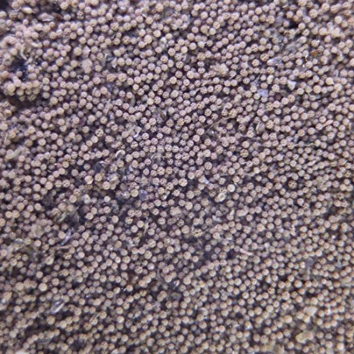 GREEN WATER FARM Greenwaterfarm Fairy Shrimp Sirindhornae Eggs Live Fish Food for Hatching and Culture Suitable for Feed Betta Fish