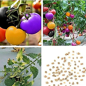 500+ Rainbow Cherry Tomato Seeds for Planting