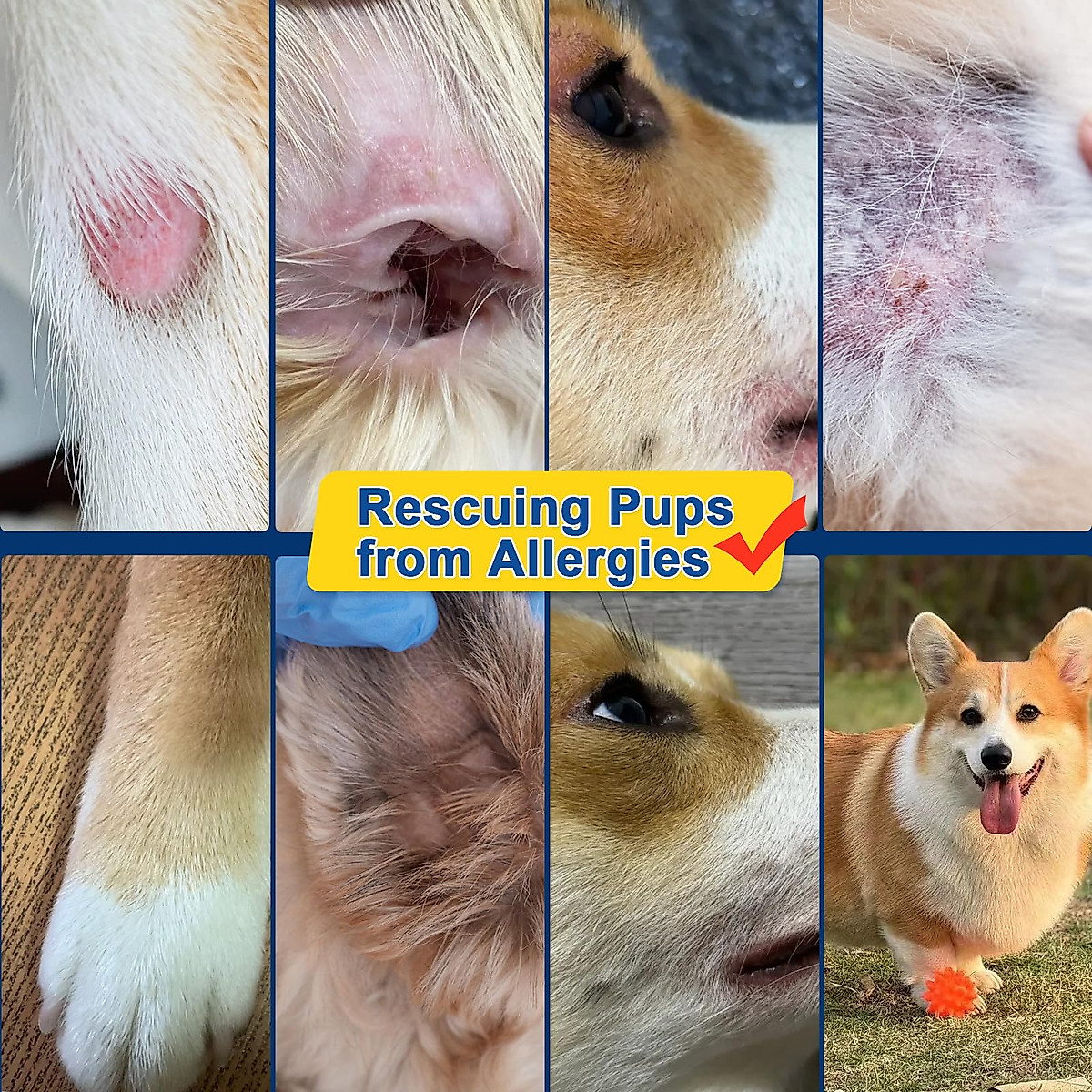 Dog Allergy Relief, Itch Relief for Dogs, Colostrum, Probiotics for Dogs Support Immunity, Omega3, Honey for Dry & Itchy Skin Relief, Seasonal Allergy, Pawlicking, Hot Spot Treatment, 115 Immune Bites