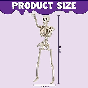 JOYIN 2 PCS 16 Inches Halloween Skeletons Full Body Posable Joints Skeletons for Halloween Graveyard Decorations, Haunted House Accessories