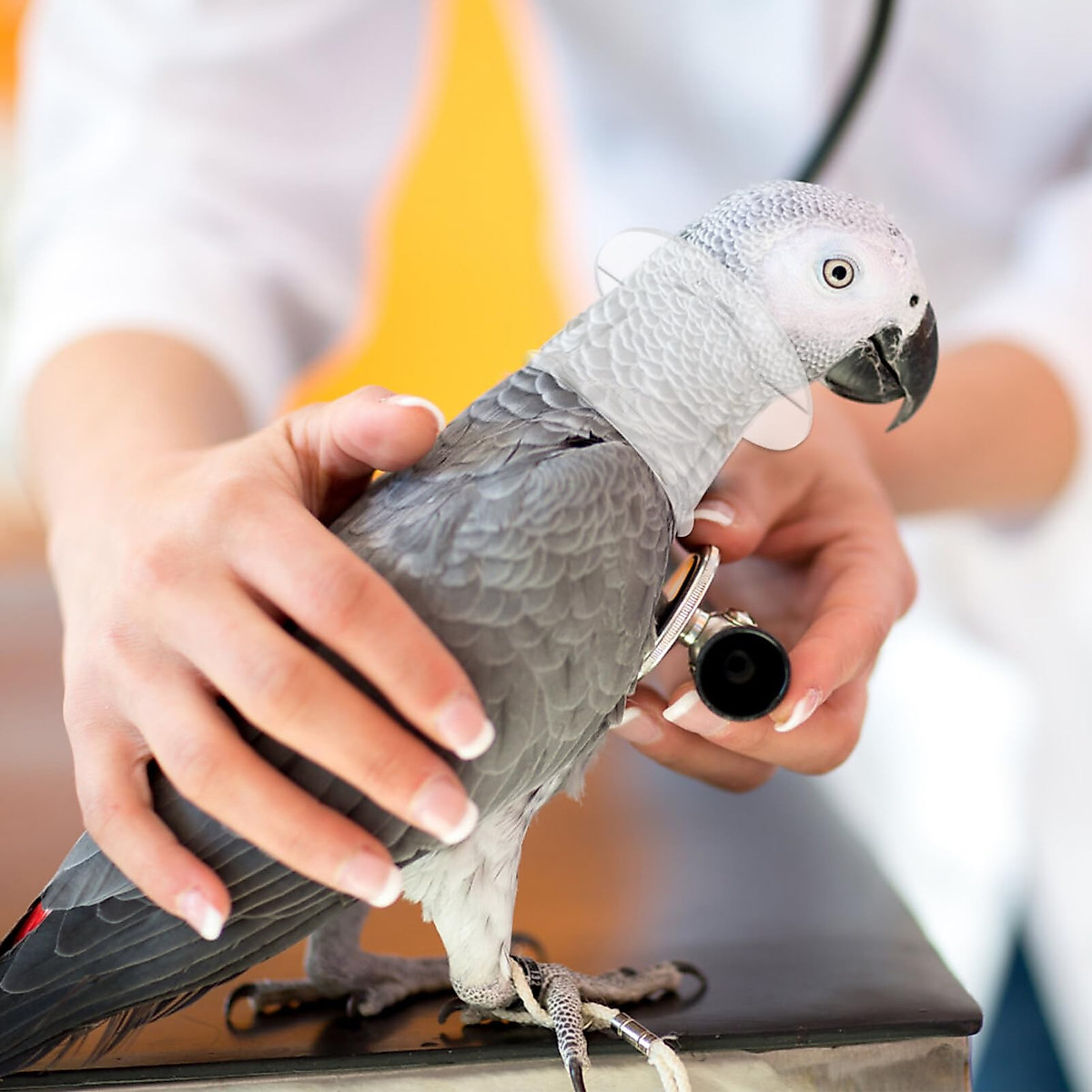 Parrot Neck Collar, Plastic -bite Collar Clear Bird Feather Protector Prevent Grab Lick Healing Safety Bird Cone Collar for Macaw Cockatoo Parrot Large