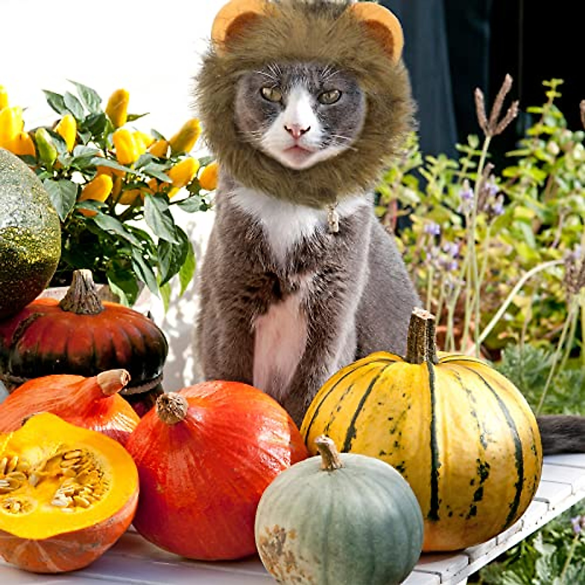 2 Pieces Pet Lion Mane Wig Hat Costume for Kittens Small Cats Puppy Dogs Halloween Party Apparel Accessories Holiday Headwear Cosplay Dress up Clothes Pet Outfit Gifts for Cat Dog Lovers (Small)