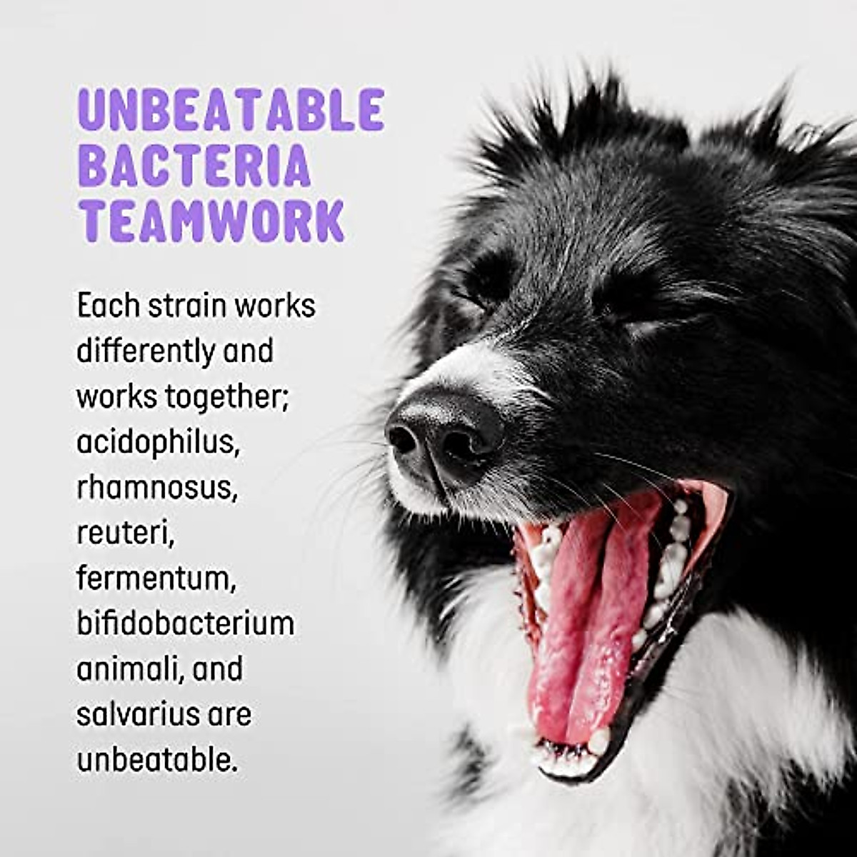 Active Chews | Pet Probiotics for Dogs | Dog Probiotics and Digestive Enzymes for Dogs Diarrhea, Gut Health for Dogs | Probiotic Chews for Dogs w/Fiber, Puppy probiotic Digestive Health, 120 ct