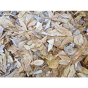 1 Gallon Dry Organic Oak Leaf Litter Terrarium Dart Frog Vivarium by legendary-yes