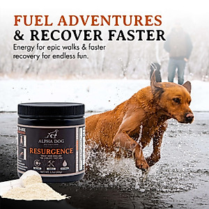 Resurgence Dog Electrolytes by Alpha Dog Nutrition | Promote Dog Hydration, Increase Stamina, and Boost Recovery | Electrolyte Water Additive or Food Topper to Prevent Dehydration with Beef Flavoring