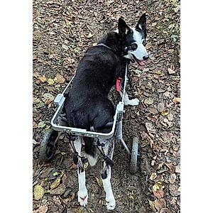 Best Friend Mobility Dog Wheelchair - Medium